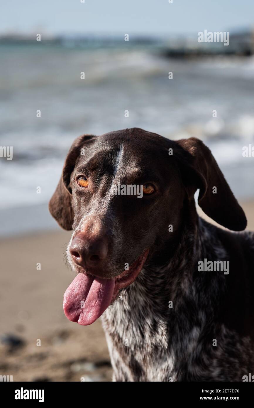 Hunting dogs storm hi-res stock photography and images - Alamy