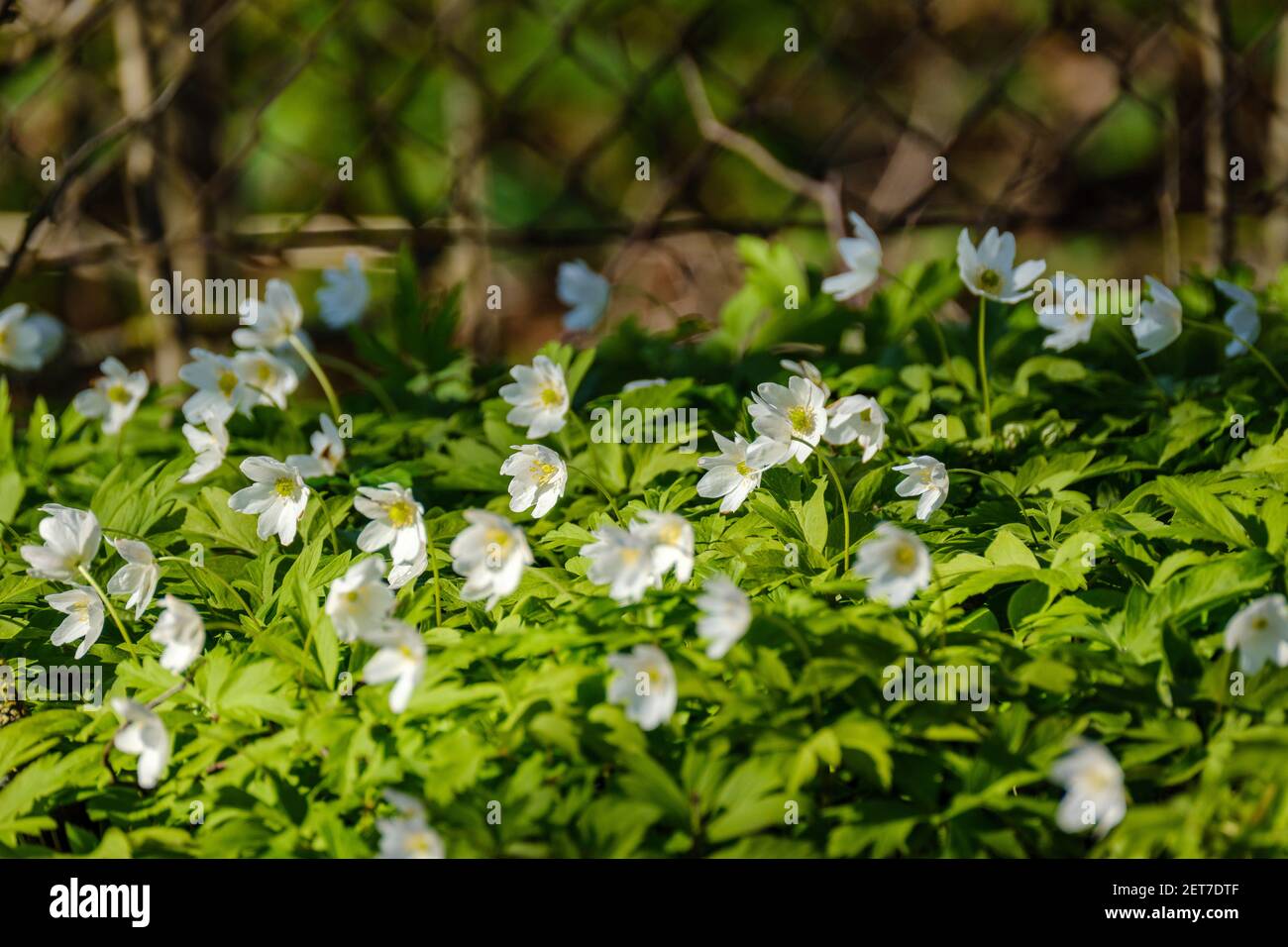 small white spring flowers on green wet background surface texture with ...
