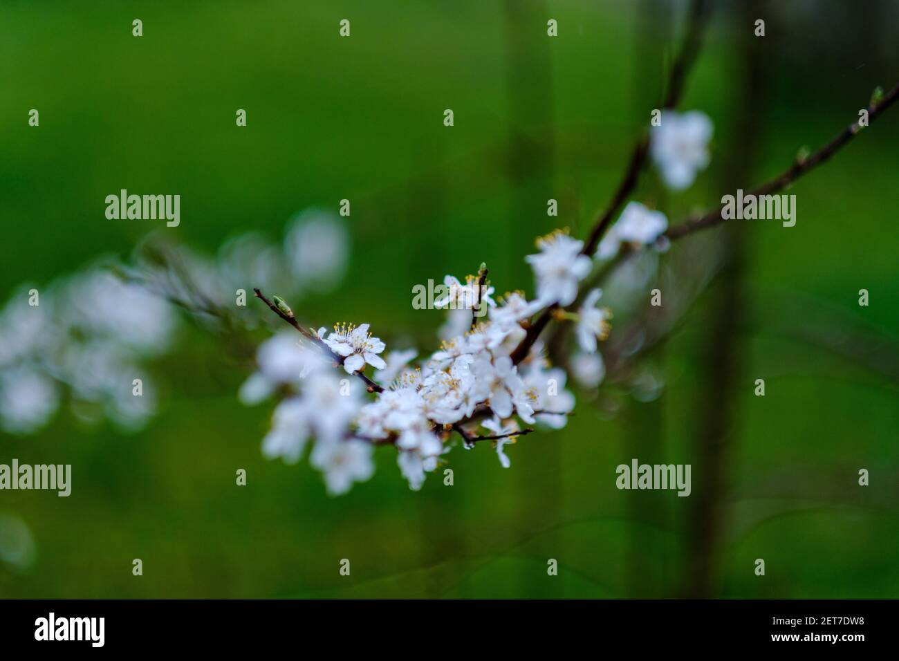 small white spring flowers on green wet background surface texture with ...