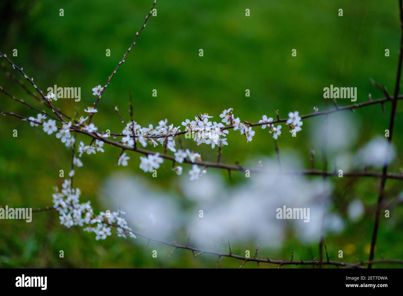 small white spring flowers on green wet background surface texture with ...
