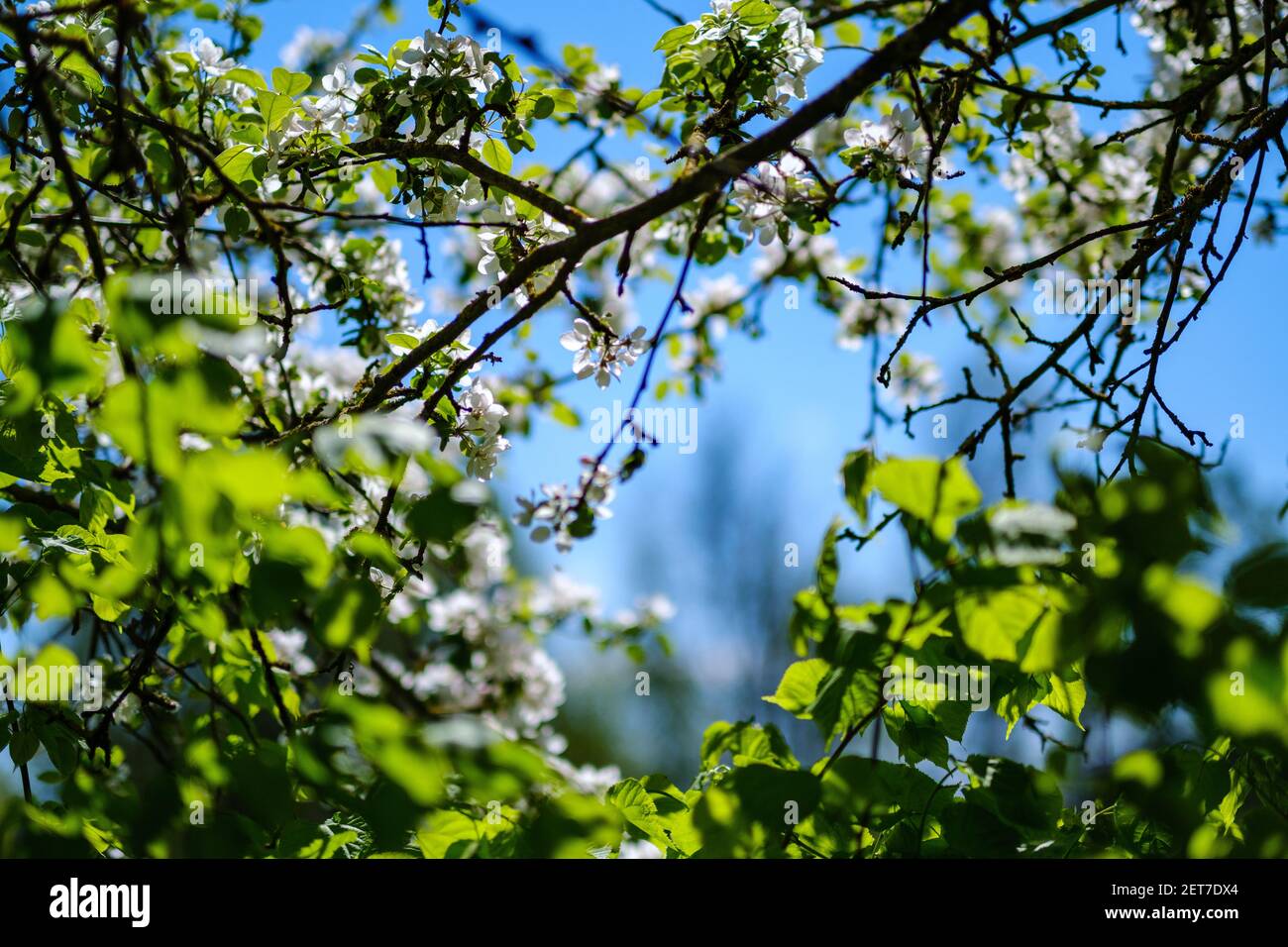 small white spring flowers on green wet background surface texture with ...