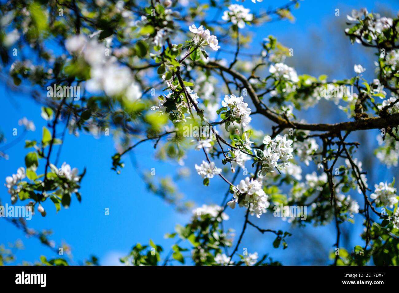 small white spring flowers on green wet background surface texture with ...