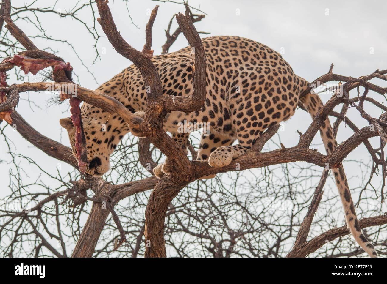A Leopard in the dry plains of the kalahari desert in Namibia Stock ...