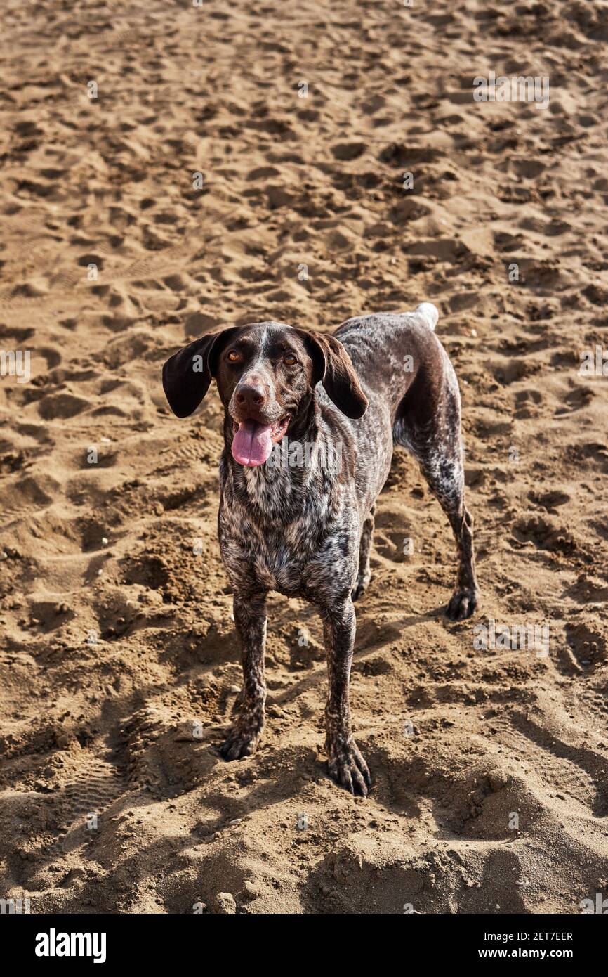 Can A German Shorthaired Pointer Live In Ivory Coast