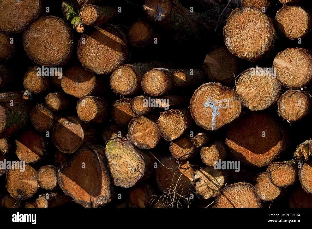 Tree logs near sawmill by nature forest trail by Ystwyth river in ...