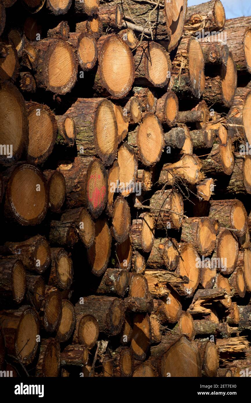 Tree logs near sawmill by nature forest trail by Ystwyth river in ...