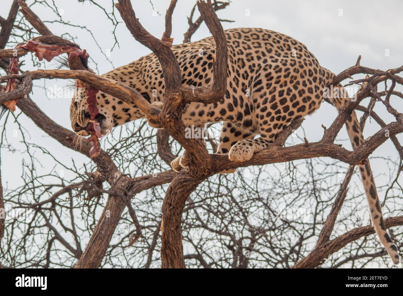 A Leopard in the dry plains of the kalahari desert in Namibia Stock ...