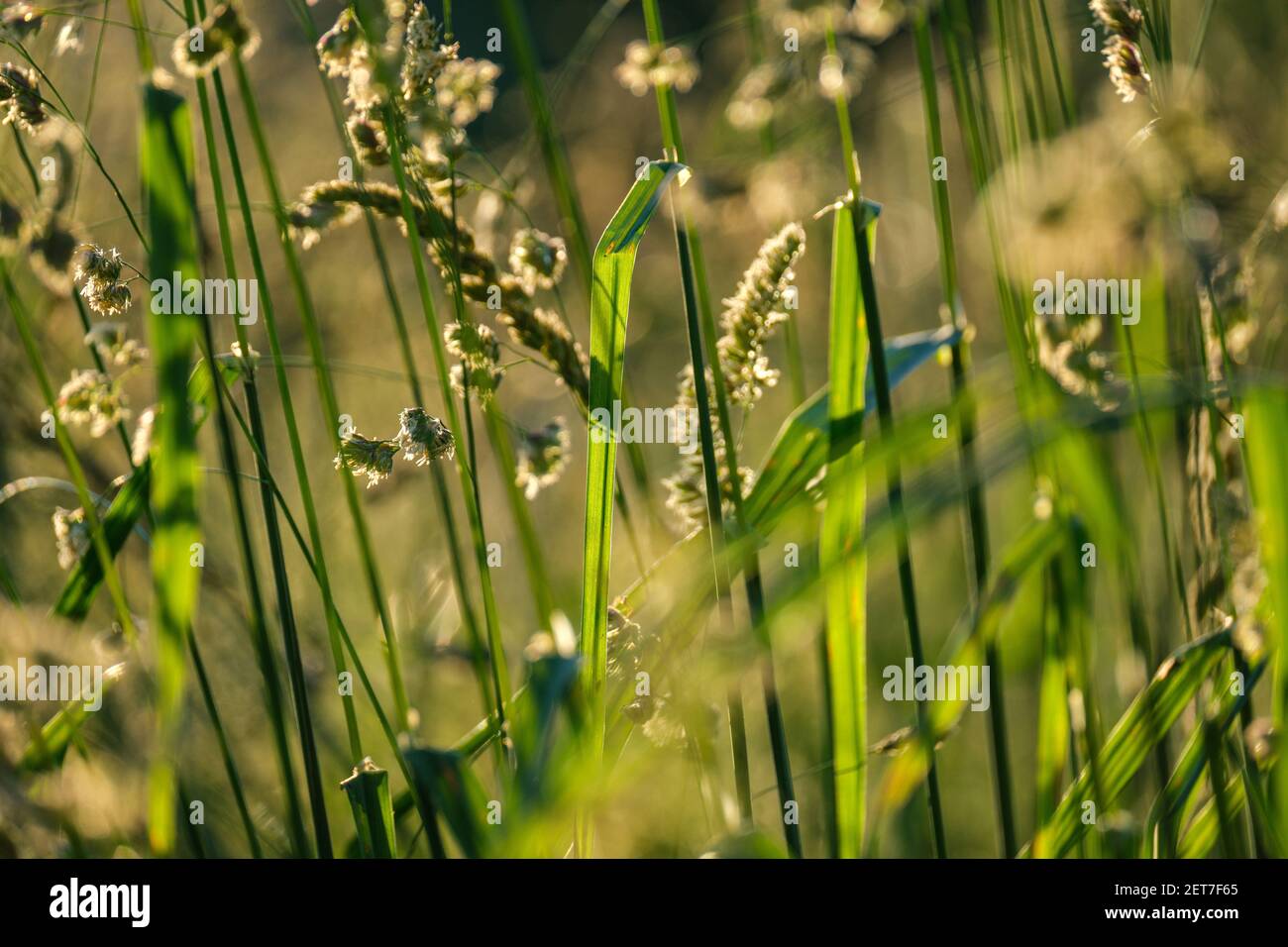 summer meadow grass and weed texture. abstract green foliage blur ...
