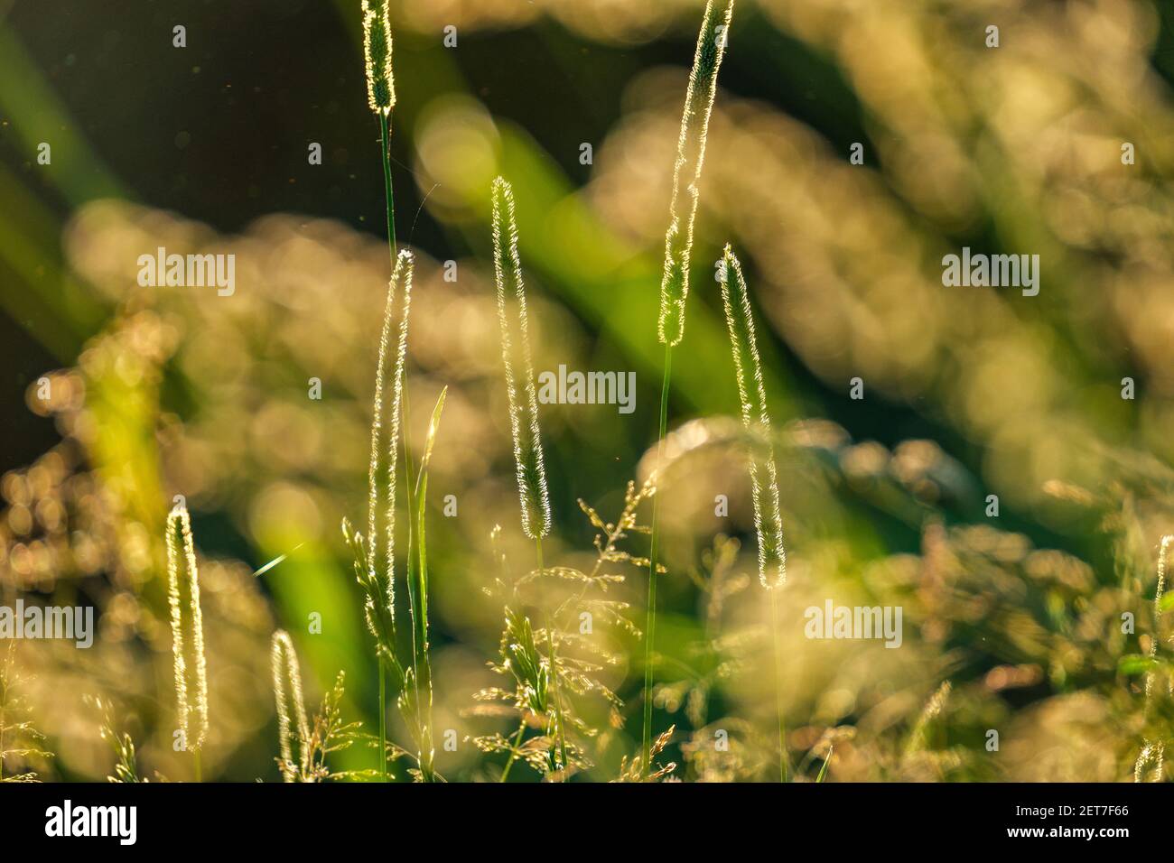 summer meadow grass and weed texture. abstract green foliage blur ...