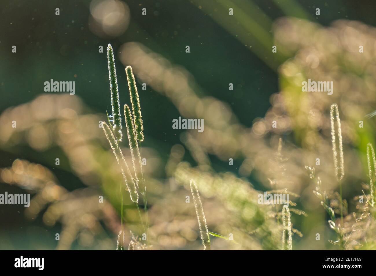 summer meadow grass and weed texture. abstract green foliage blur ...