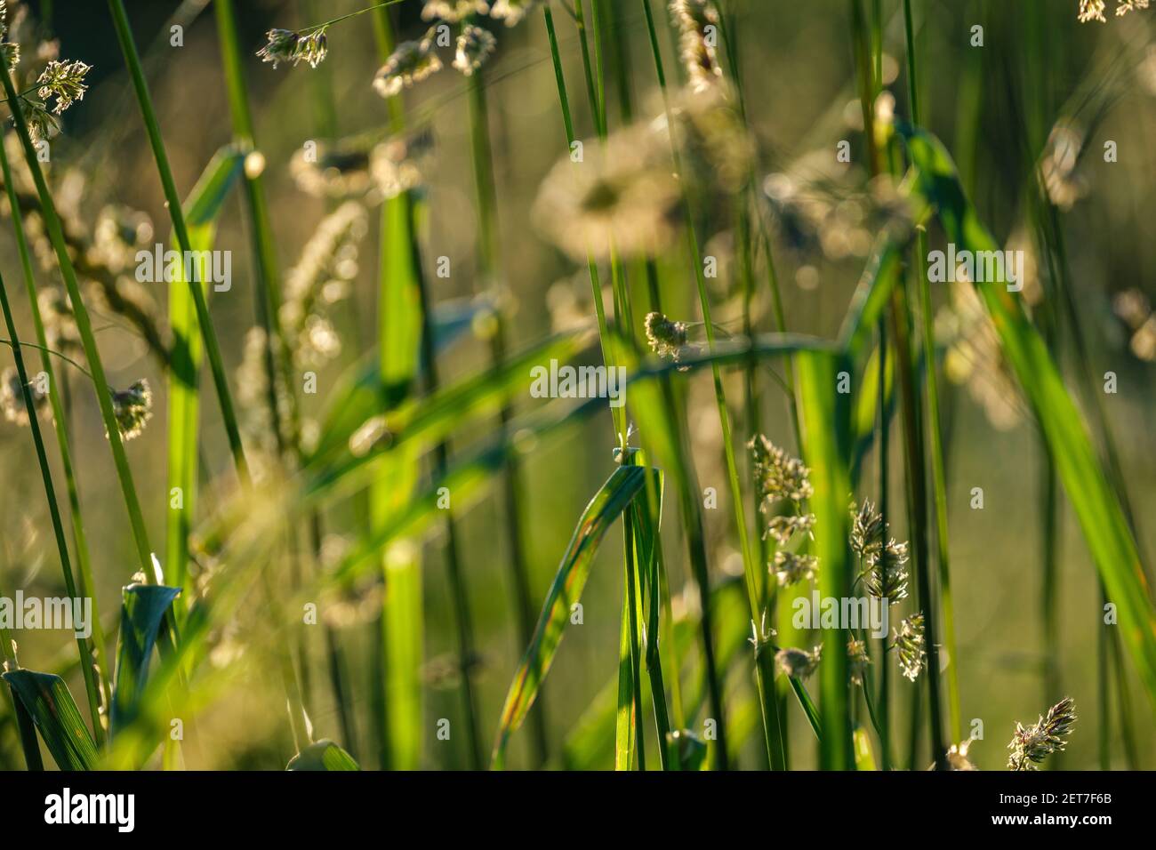 summer meadow grass and weed texture. abstract green foliage blur ...