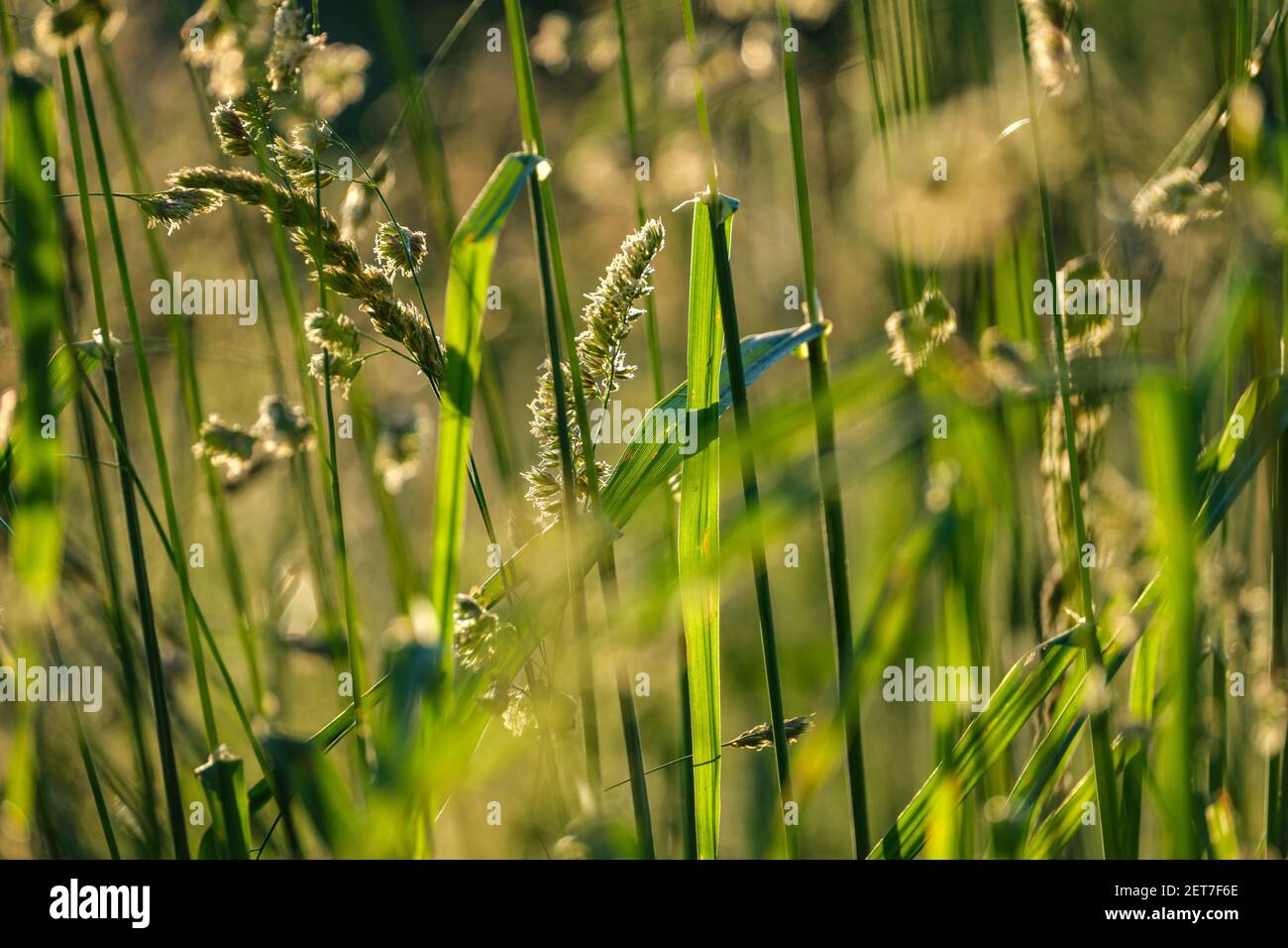 summer meadow grass and weed texture. abstract green foliage blur ...