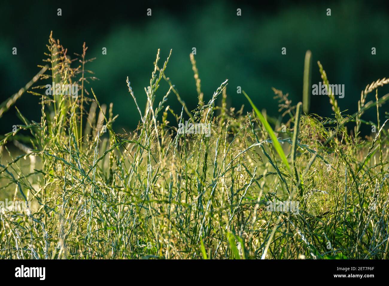 summer meadow grass and weed texture. abstract green foliage blur ...