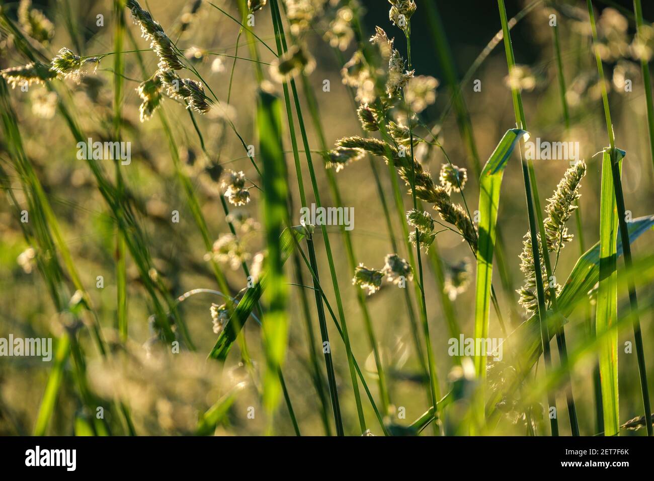 summer meadow grass and weed texture. abstract green foliage blur ...