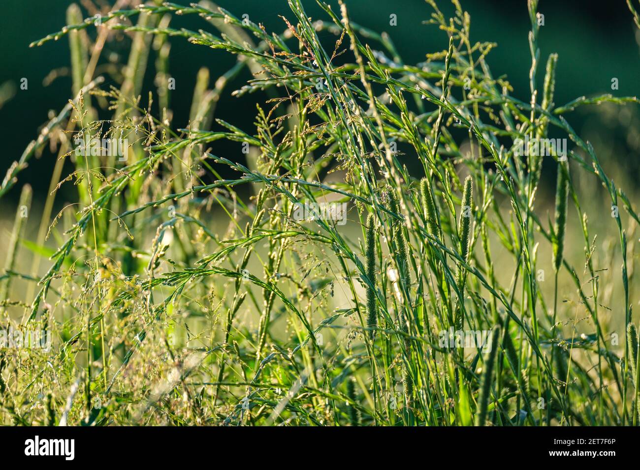 summer meadow grass and weed texture. abstract green foliage blur ...