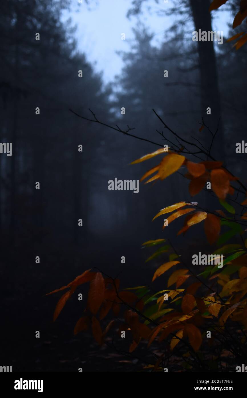 Scary mood hi-res stock photography and images - Alamy
