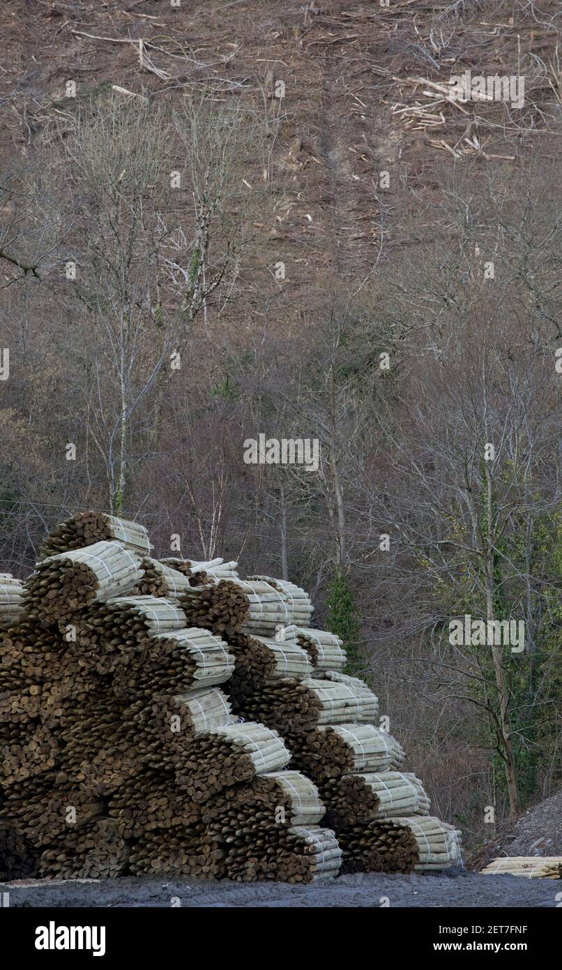 Tree logs in sawmill by nature forest trail by Ystwyth river in ...