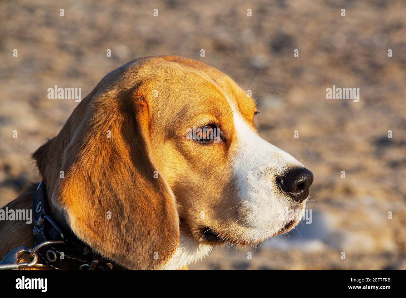 cute tricolor Beagle puppy, sad look. Waiting for the owner Stock Photo ...