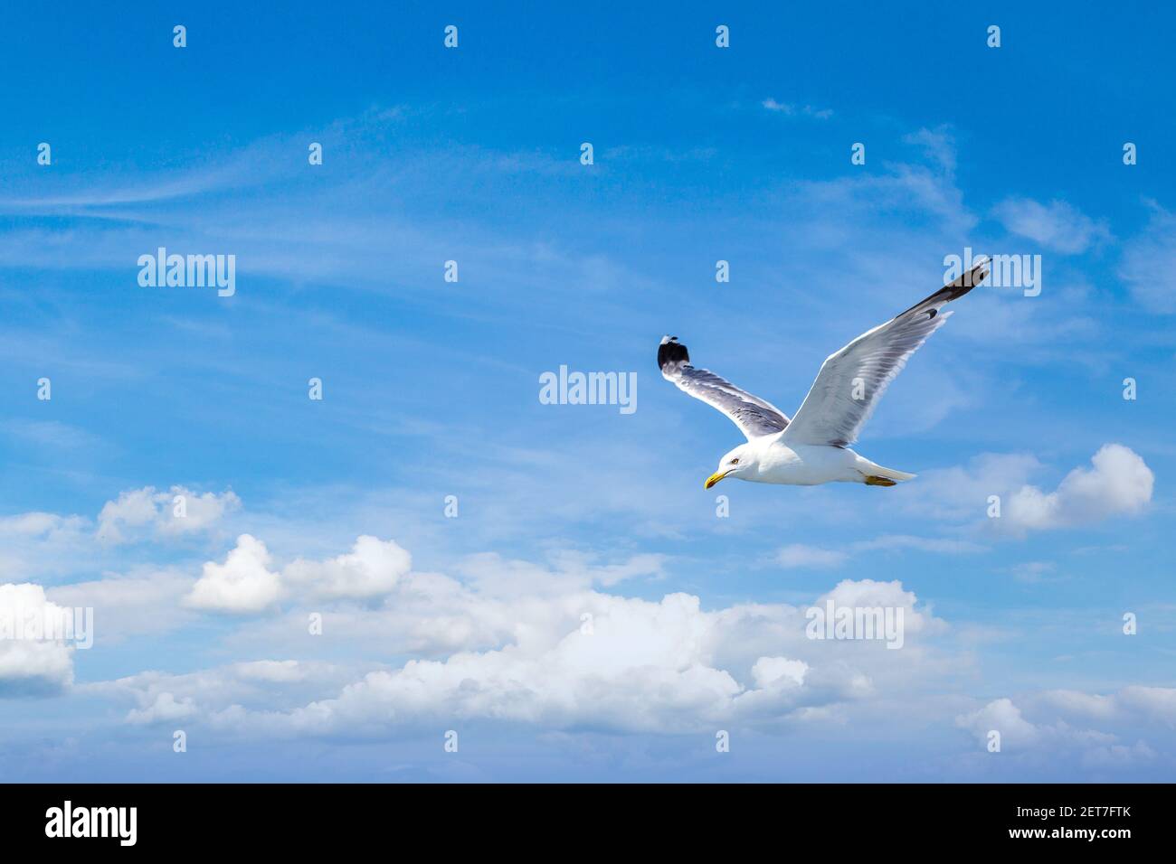 Big seagull in clear sky in a summer day Stock Photo - Alamy