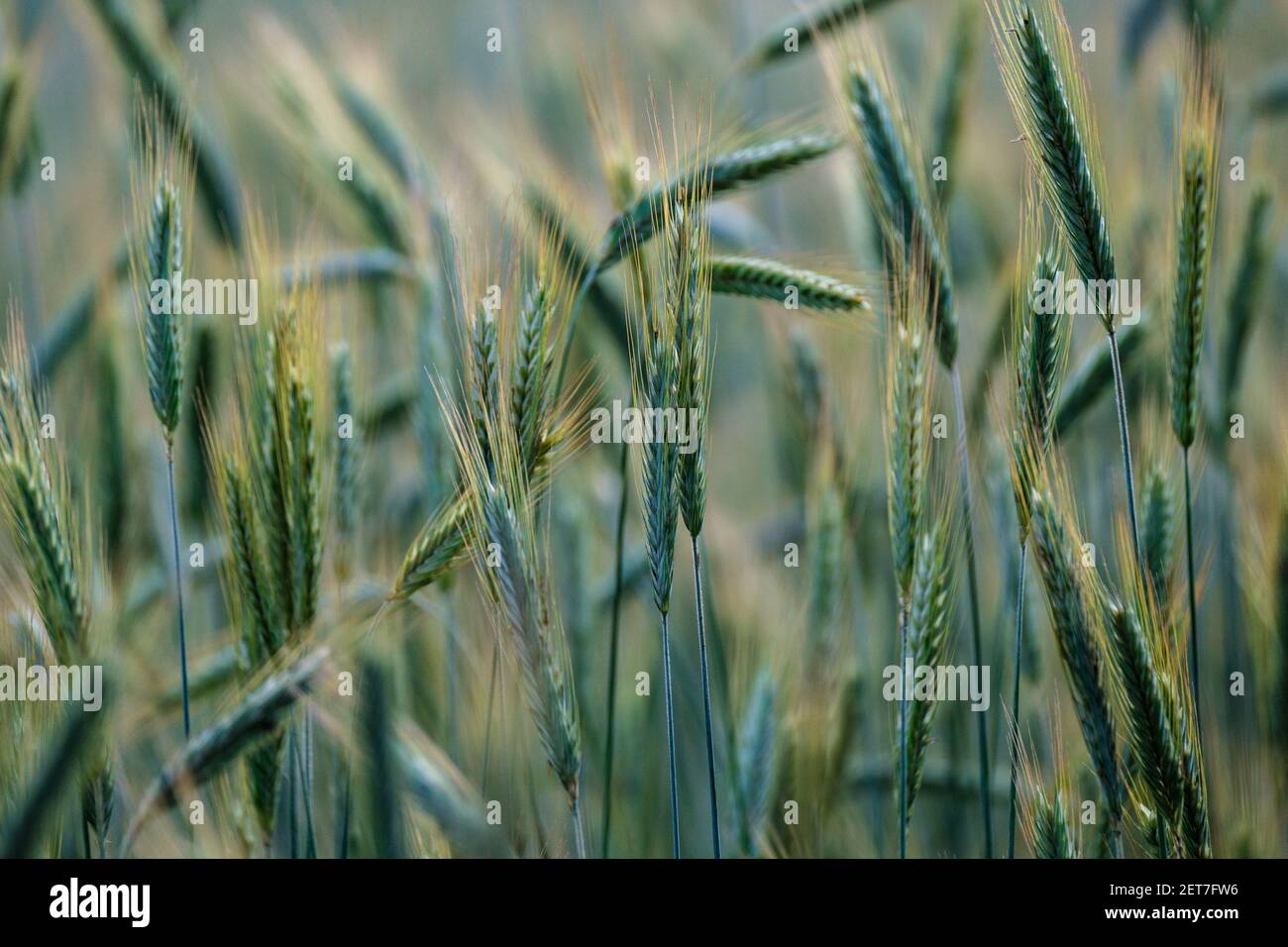 summer meadow grass and weed texture. abstract green foliage blur ...