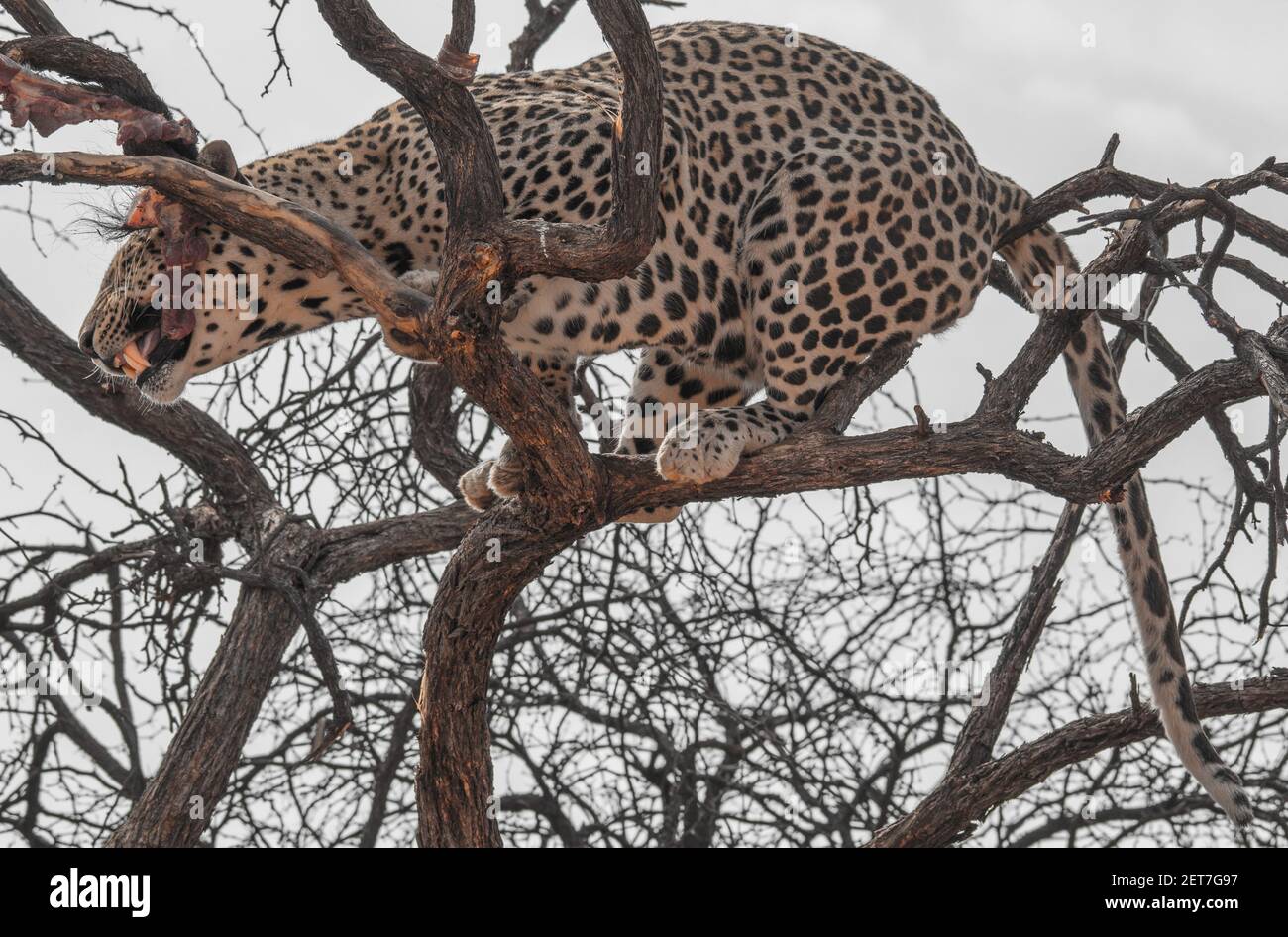 Leopard eating meat in namibia hi-res stock photography and images - Alamy