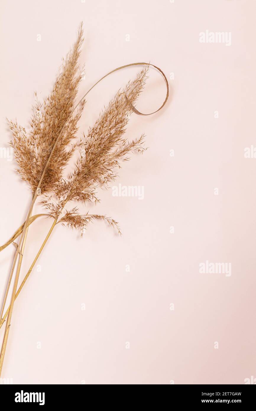 Minimal floral holiday composition. Pampas grass dried flowers on pink ...