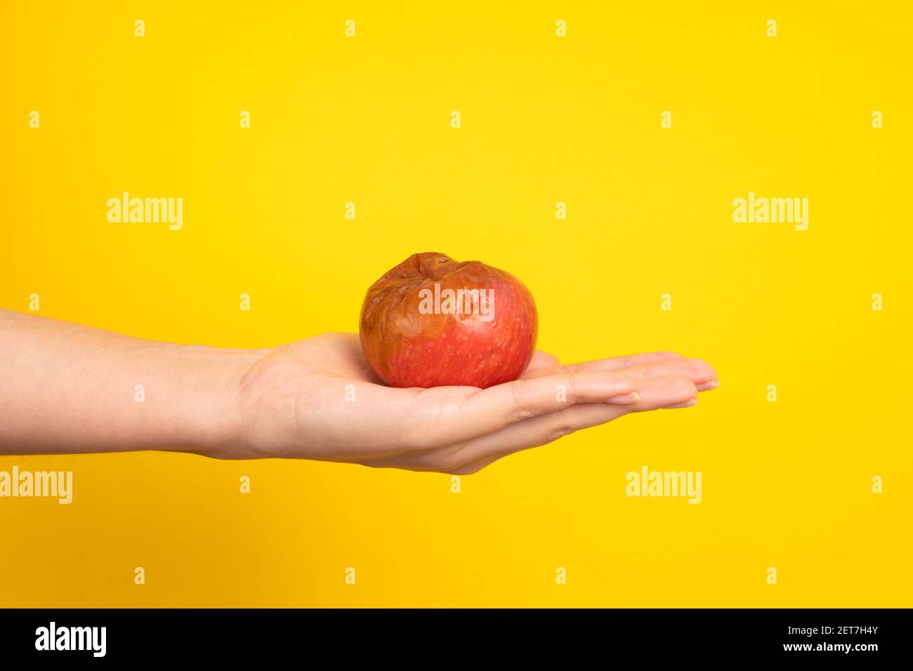 A female hand holds a rotten apple with a worm on a yellow background ...