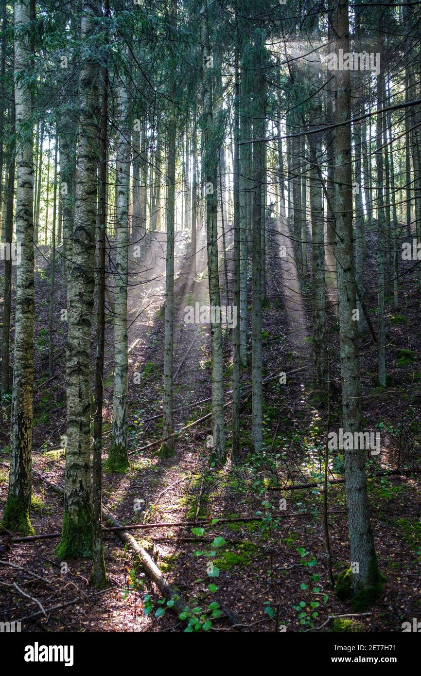 mystical summer forest with green grass and sun rays coming through ...