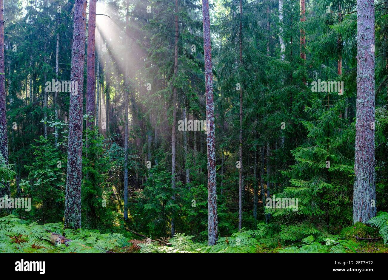 mystical summer forest with green grass and sun rays coming through ...
