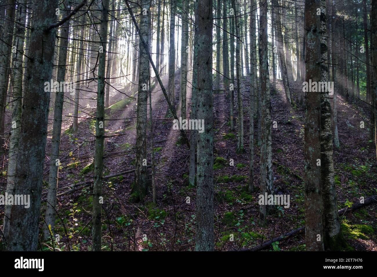 mystical summer forest with green grass and sun rays coming through ...