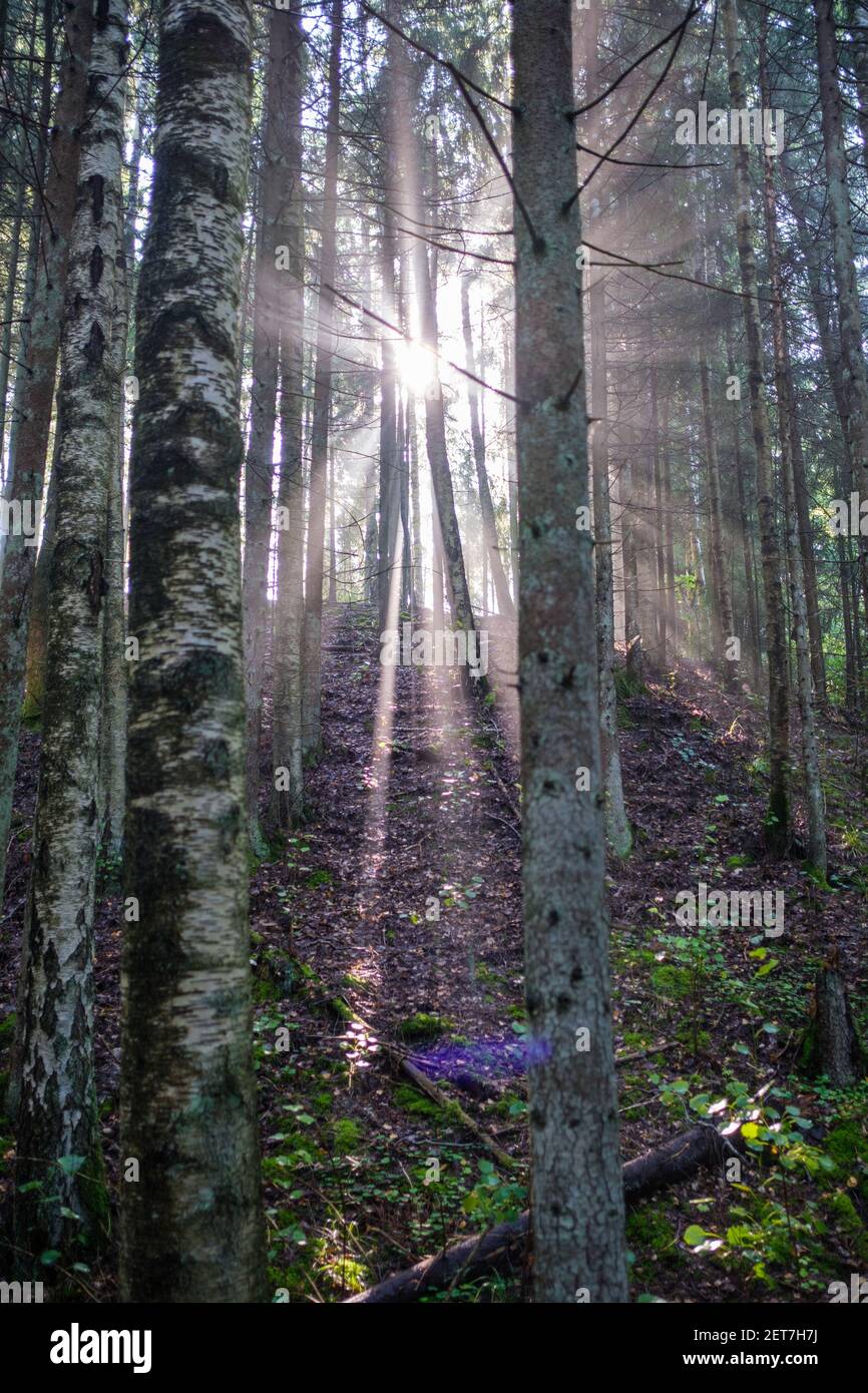 mystical summer forest with green grass and sun rays coming through ...