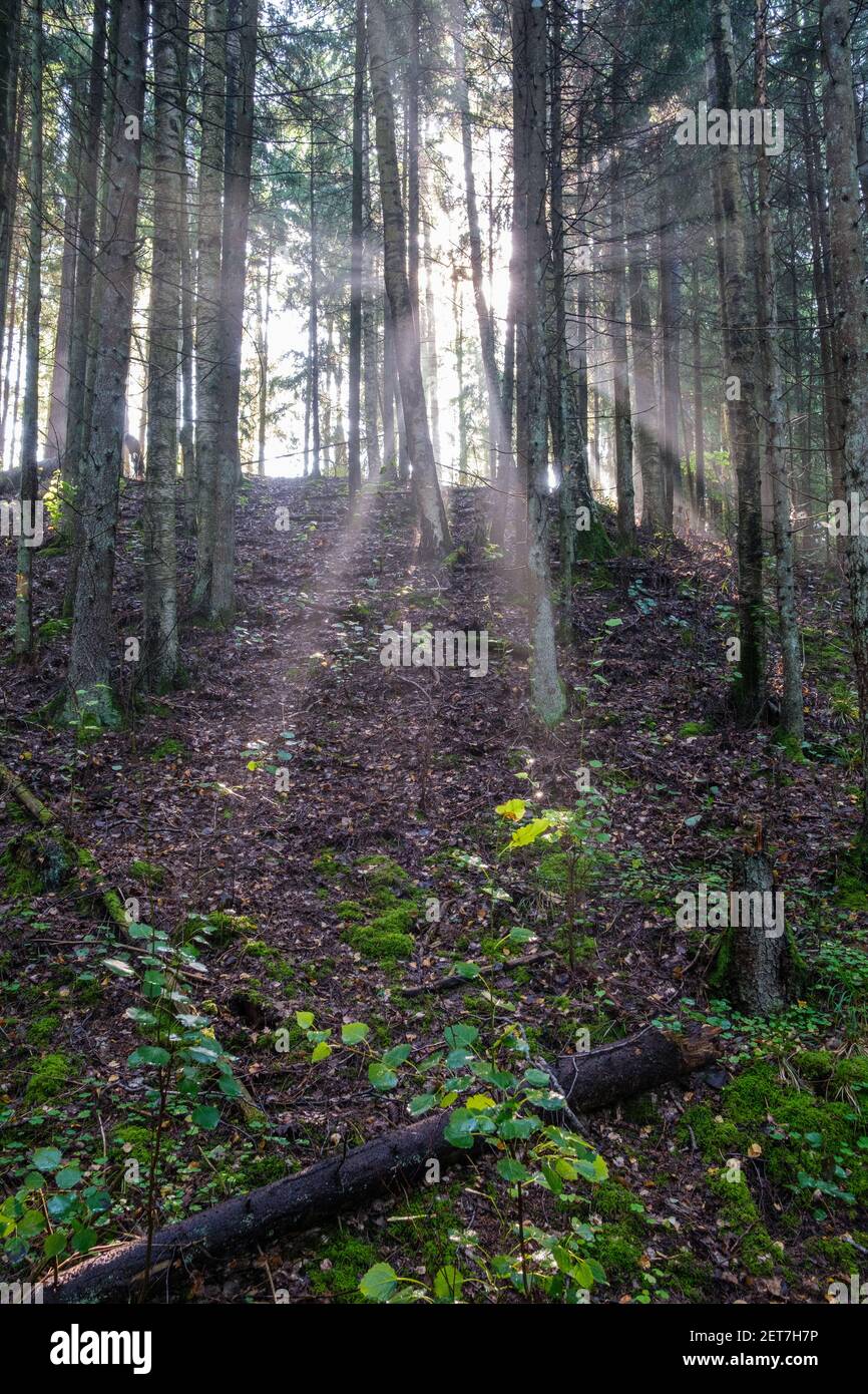 mystical summer forest with green grass and sun rays coming through ...