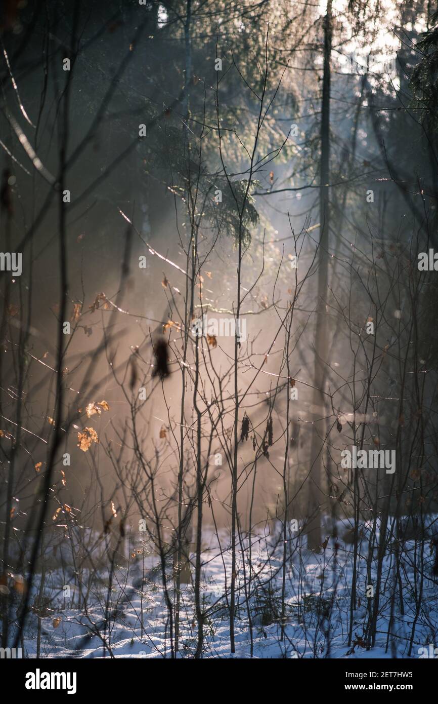 mystical winter forest with snow and sun rays coming through trees with ...