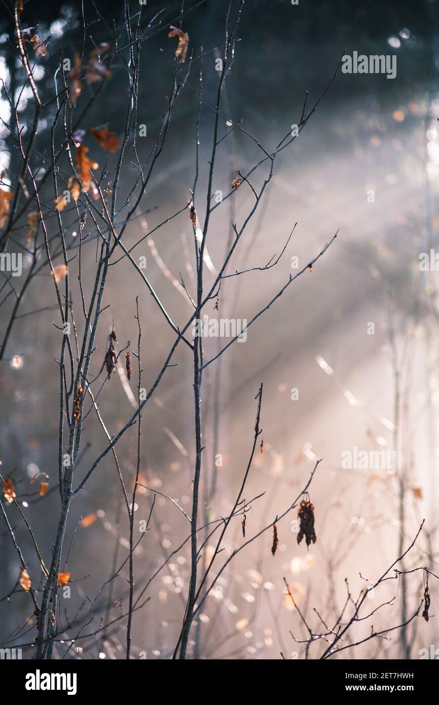 mystical winter forest with snow and sun rays coming through trees with ...