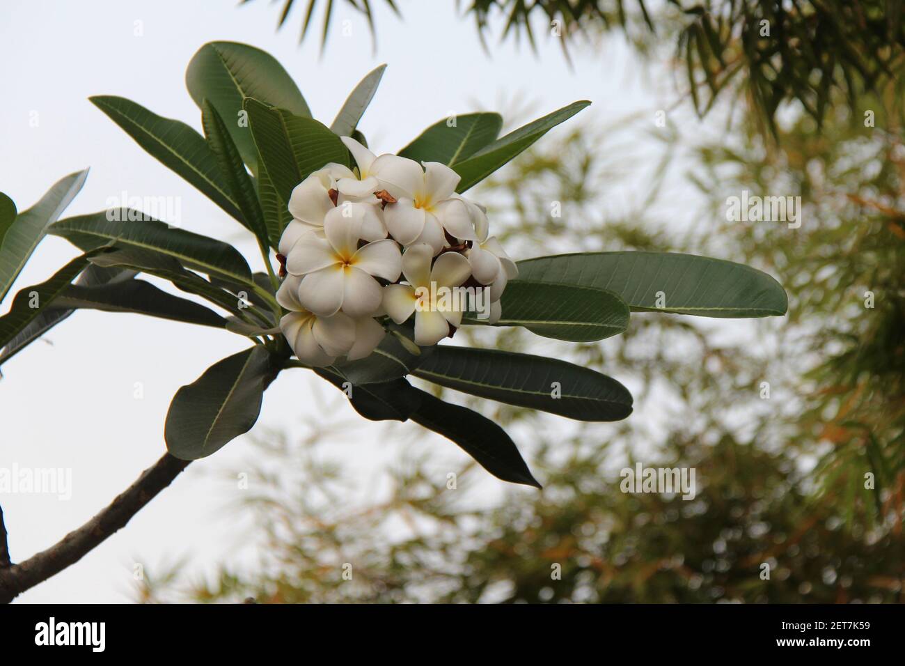 Frangipanier hi-res stock photography and images - Alamy