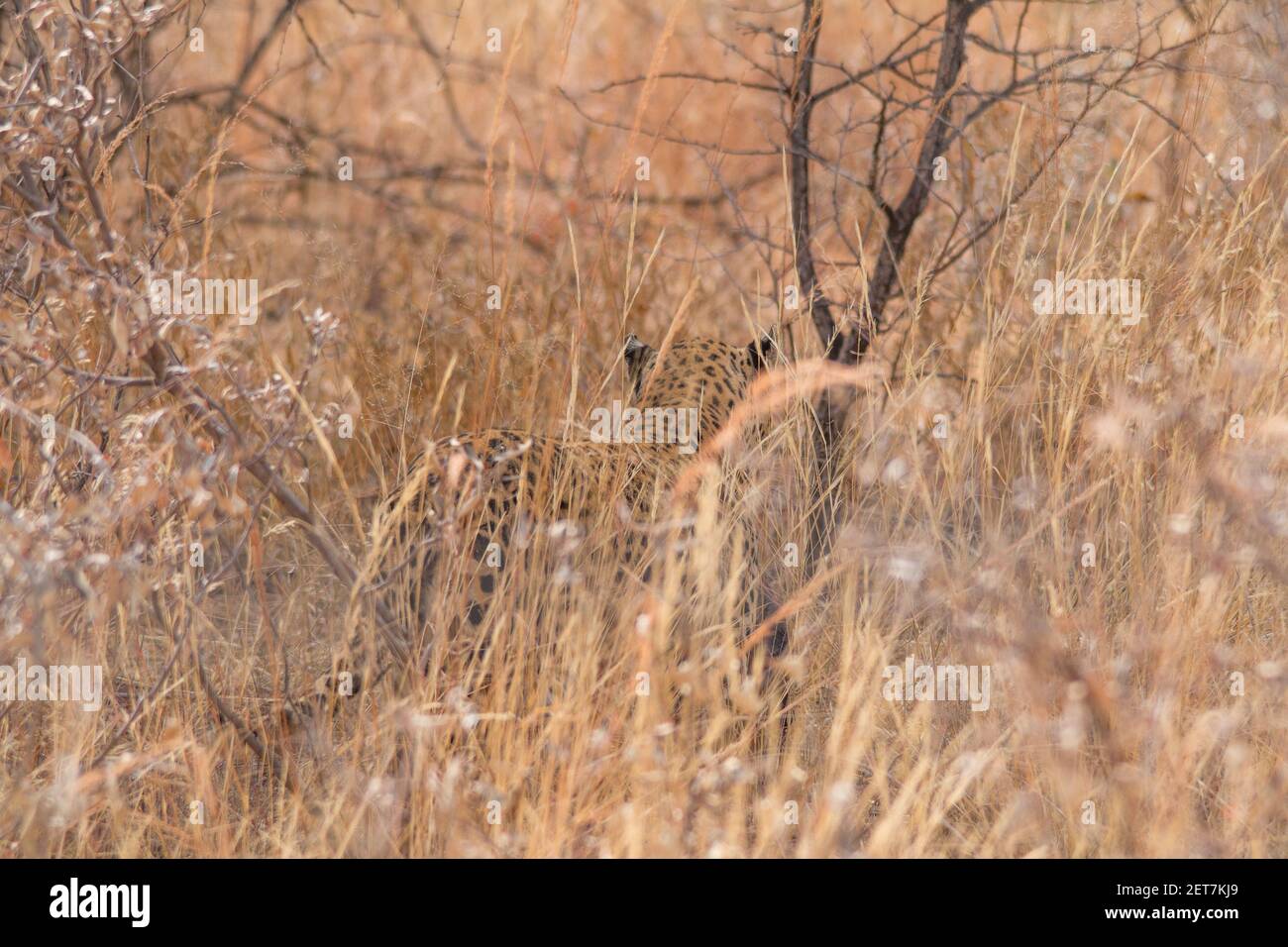 A Leopard in the dry plains of the kalahari desert in Namibia Stock ...