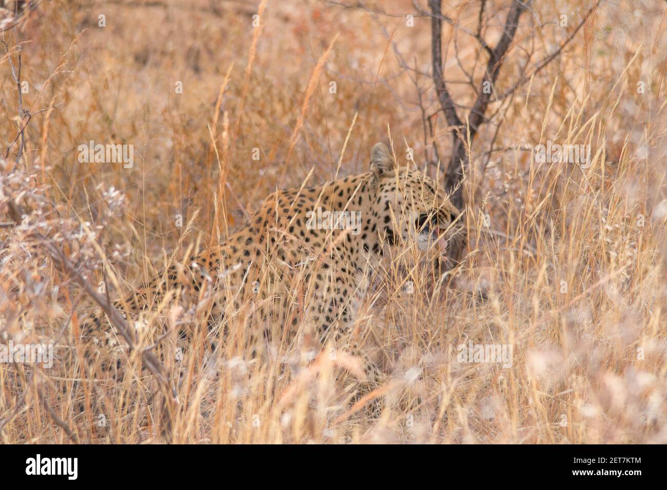 A Leopard in the dry plains of the kalahari desert in Namibia Stock ...