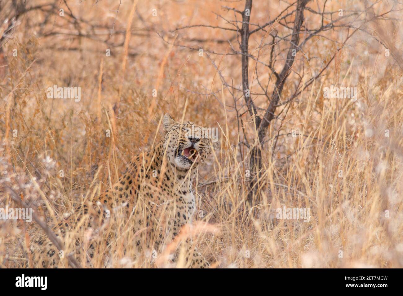 A Leopard in the dry plains of the kalahari desert in Namibia Stock ...