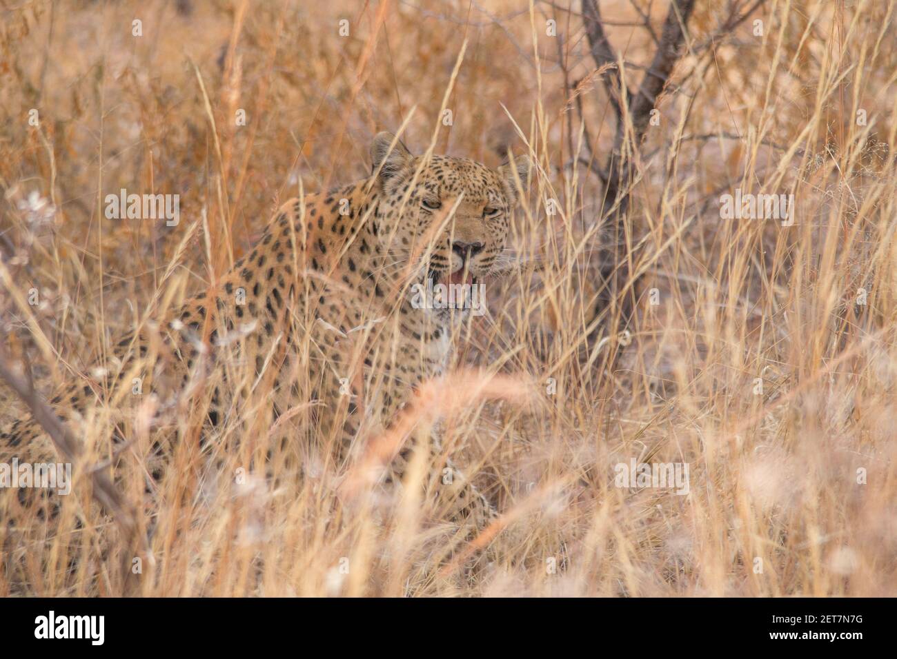A Leopard in the dry plains of the kalahari desert in Namibia Stock ...