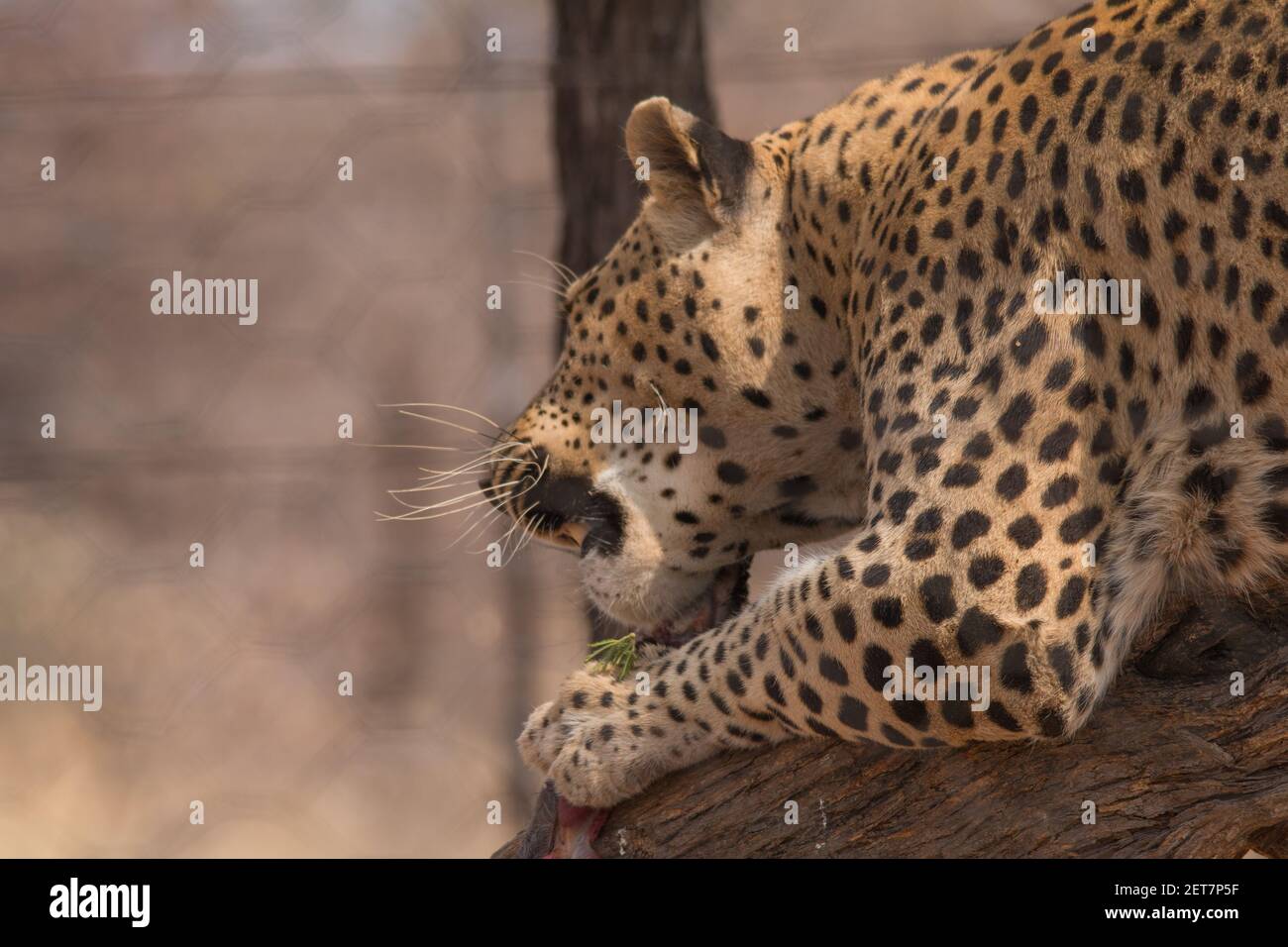 A Leopard in the dry plains of the kalahari desert in Namibia Stock ...