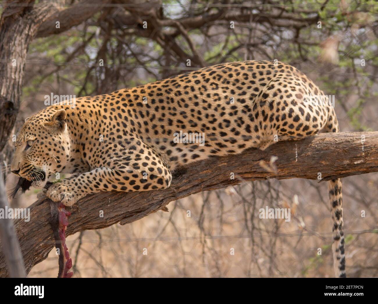 A Leopard in the dry plains of the kalahari desert in Namibia Stock ...