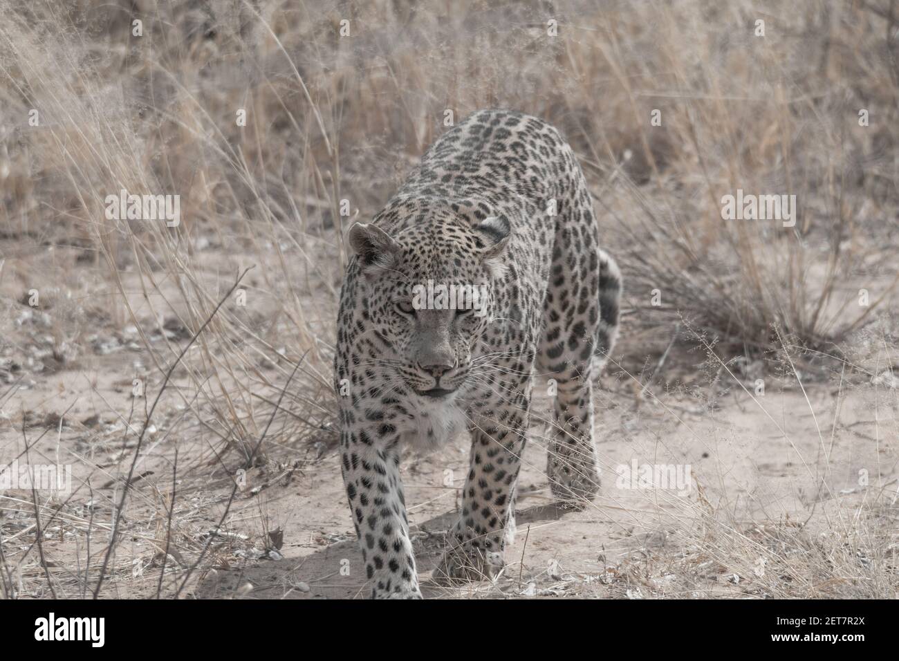 A Leopard in the dry plains of the kalahari desert in Namibia Stock ...