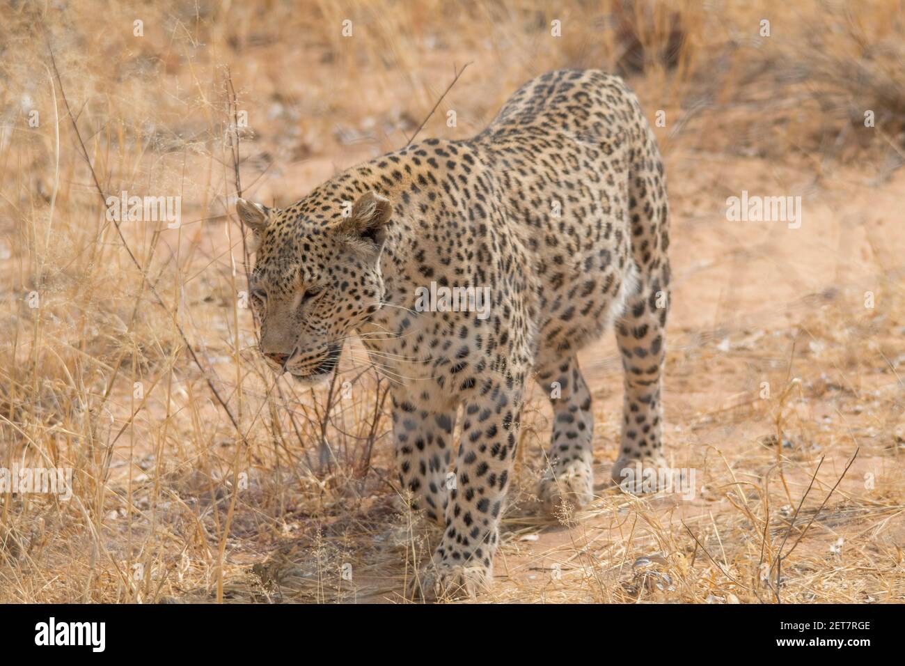 Leopard eating meat in namibia hi-res stock photography and images - Alamy