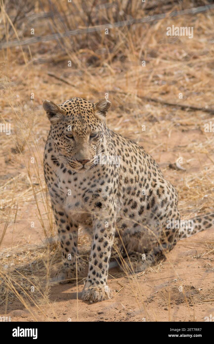 A Leopard in the dry plains of the kalahari desert in Namibia Stock ...