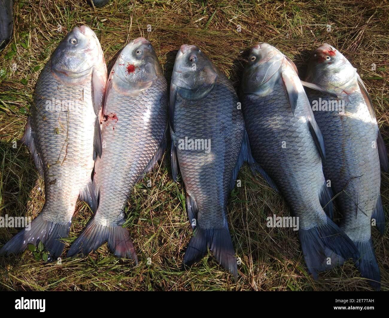 Catla fish hi-res stock photography and images - Alamy