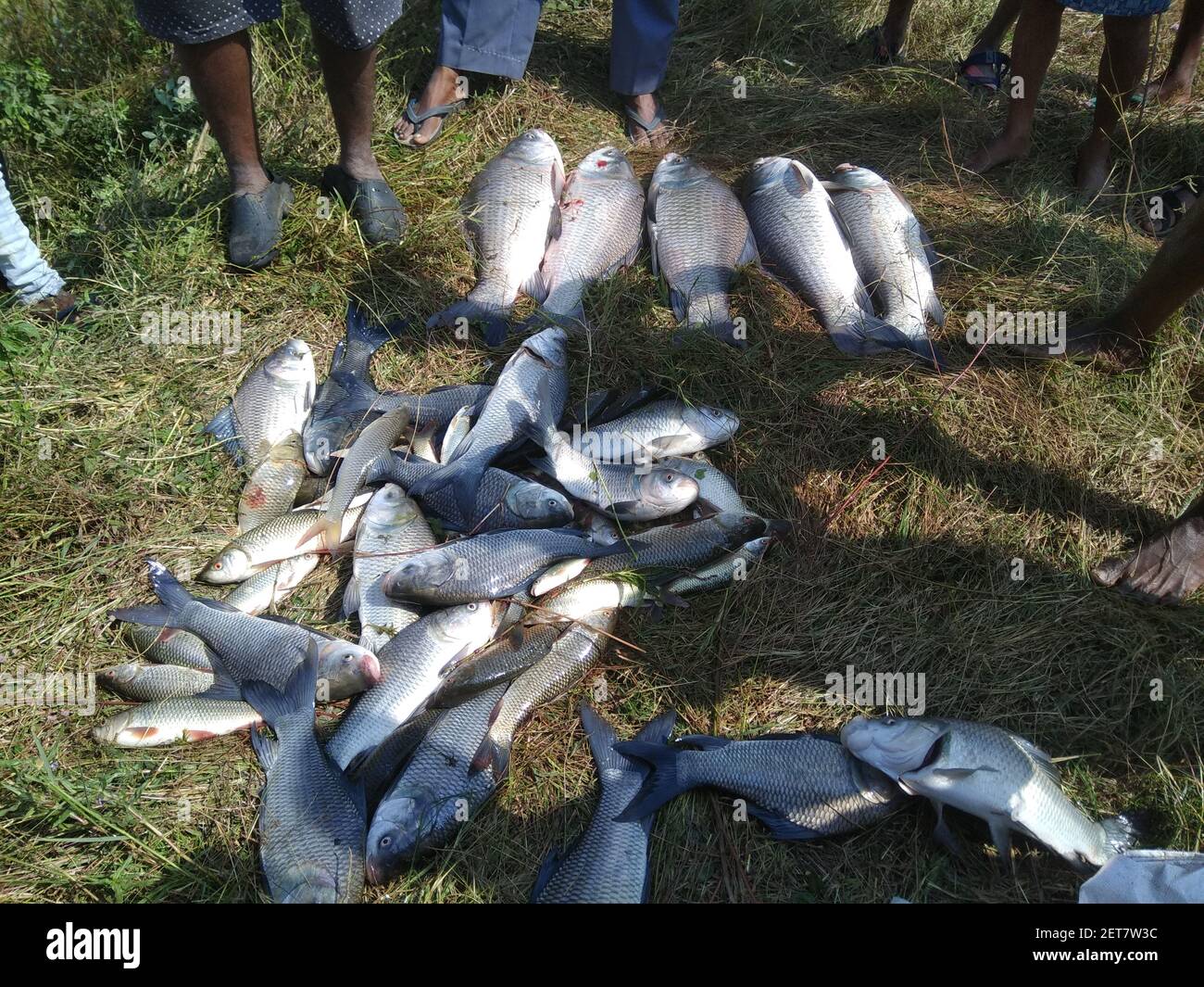 Huge ctla fish catch from pisciculture pond Stock Photo - Alamy