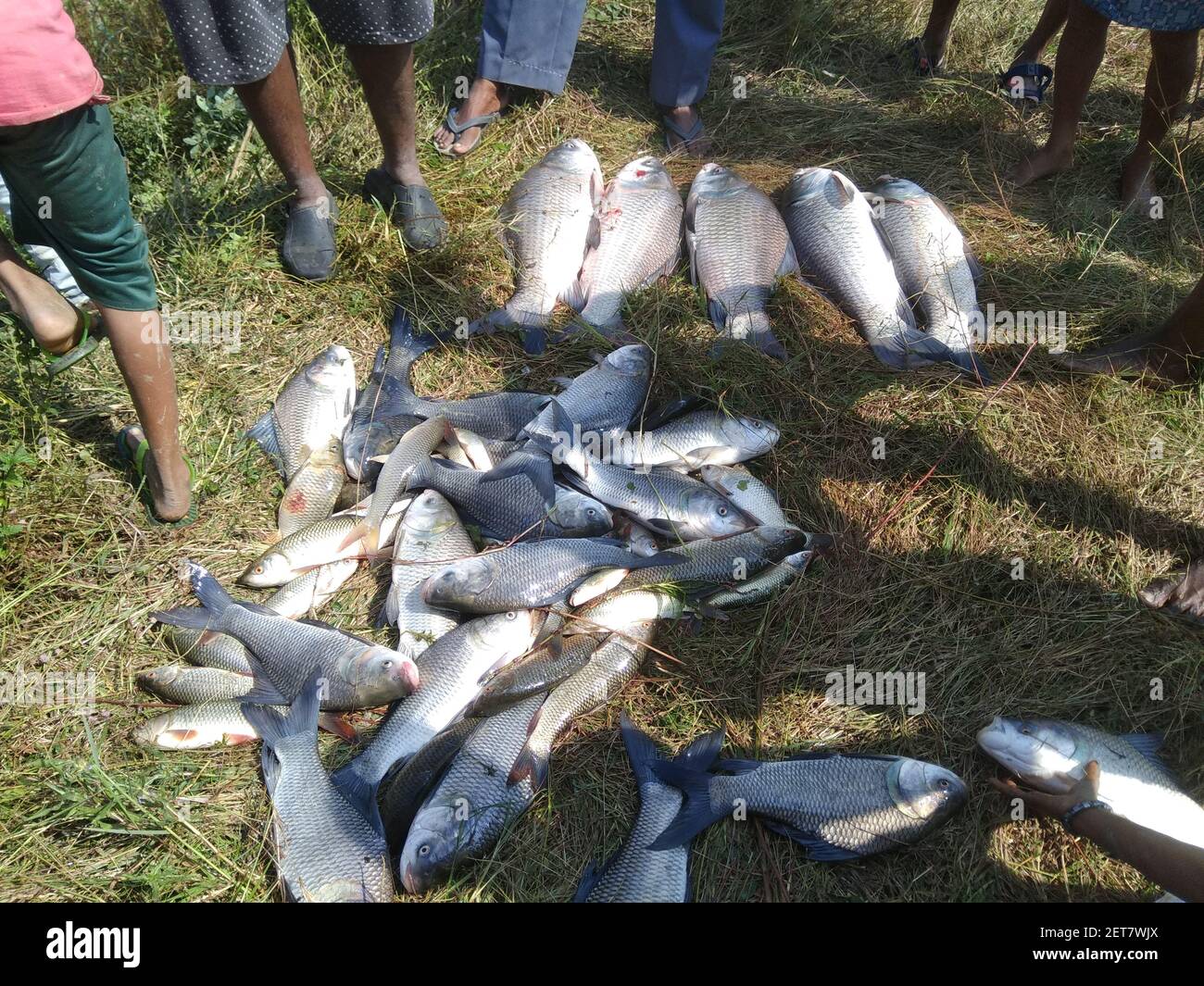 Huge ctla fish catch from pisciculture pond Stock Photo - Alamy