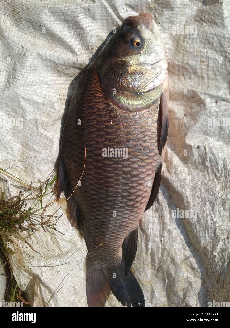 Catla fish hi-res stock photography and images - Alamy
