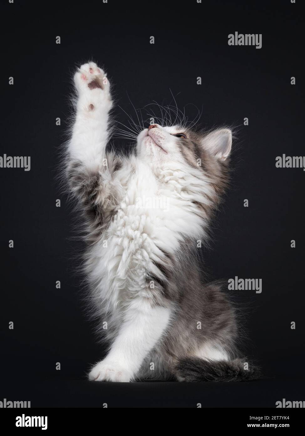 Adorable blue tabby mackerel Siberian Forestcat cat kitten, sitting up ...