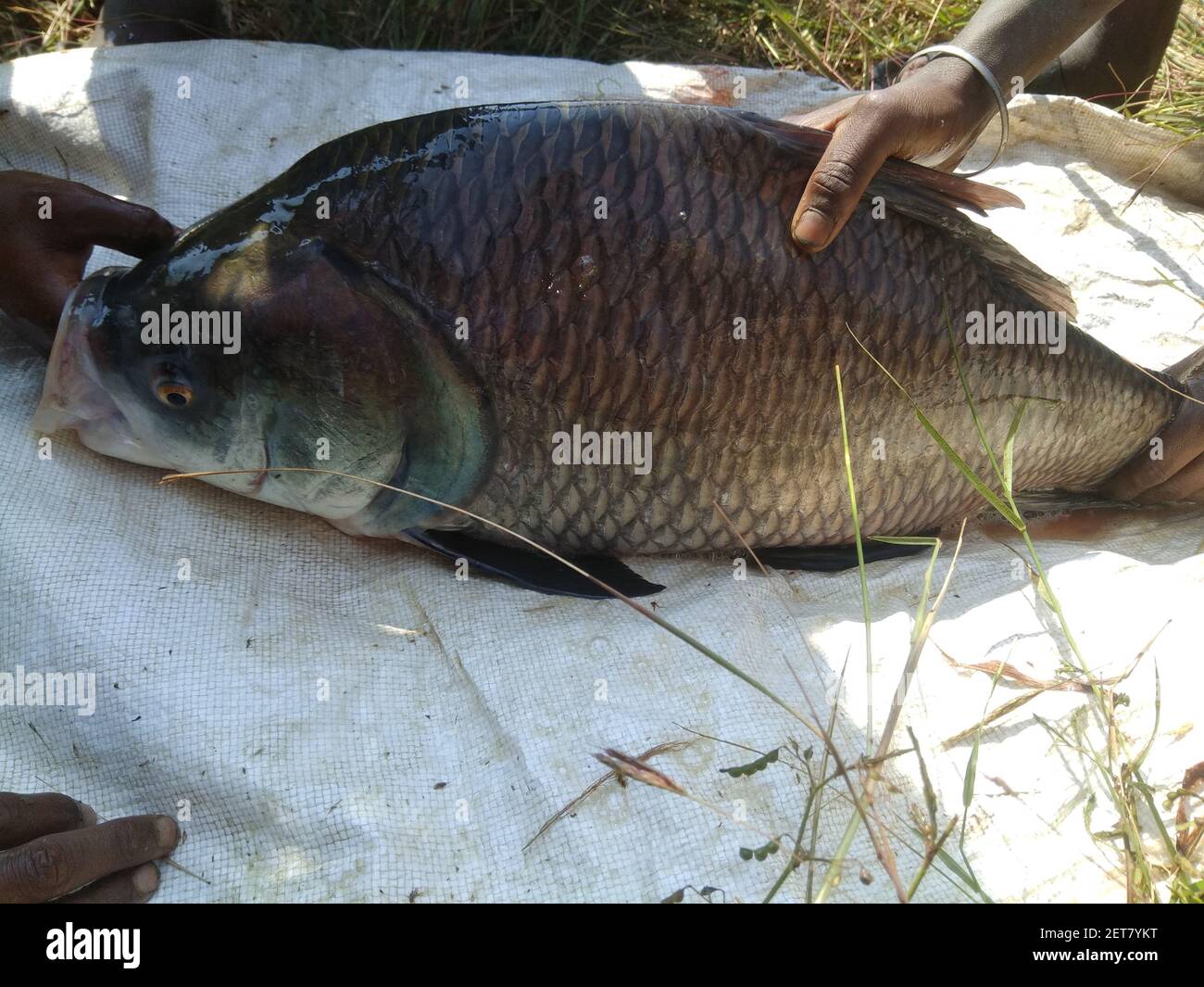 Huge ctla fish catch from pisciculture pond Stock Photo - Alamy